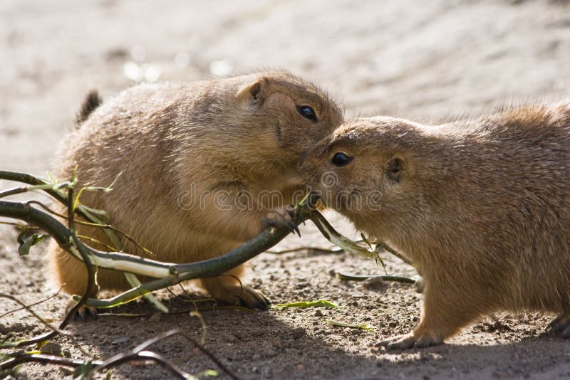 Prairiehond Die, Het Nationale Park Van Badlands, Zuid-Dakota, De V.S ...