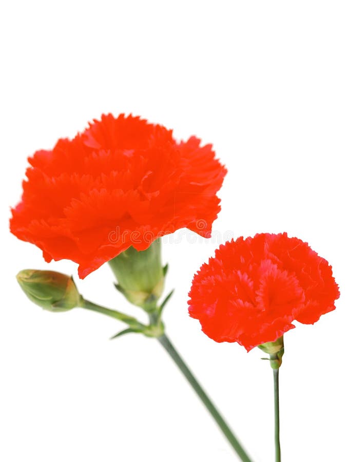 Twee rode anjers stock afbeelding. Image of anjer, achtergrond - 17960121