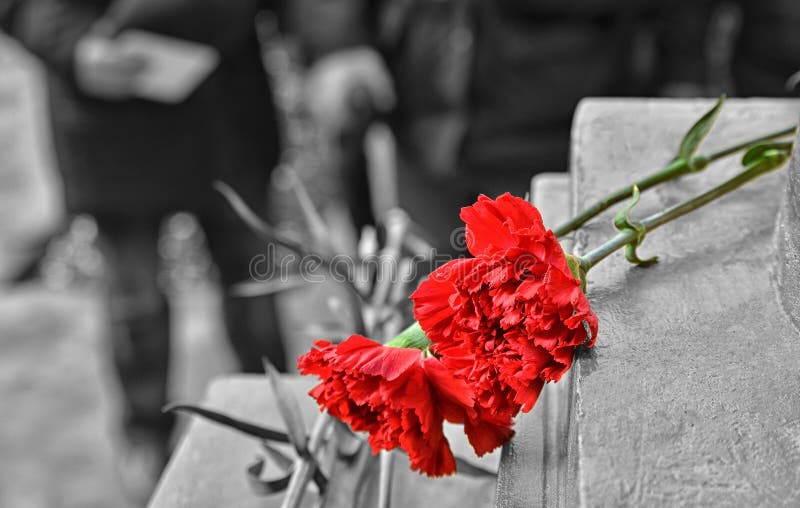 Twee rode anjers stock afbeelding. Image of stam, twee - 155002807