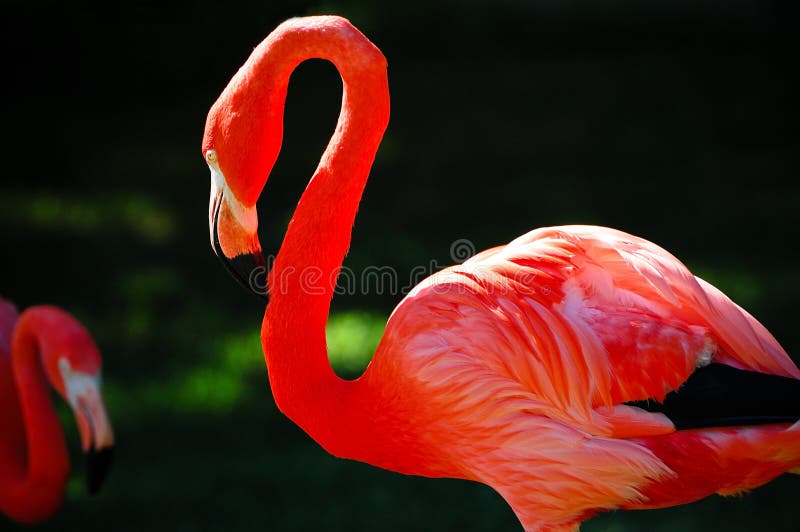 Twee rode flamingo's stock foto. Image of tropisch, sinaasappel - 9012412