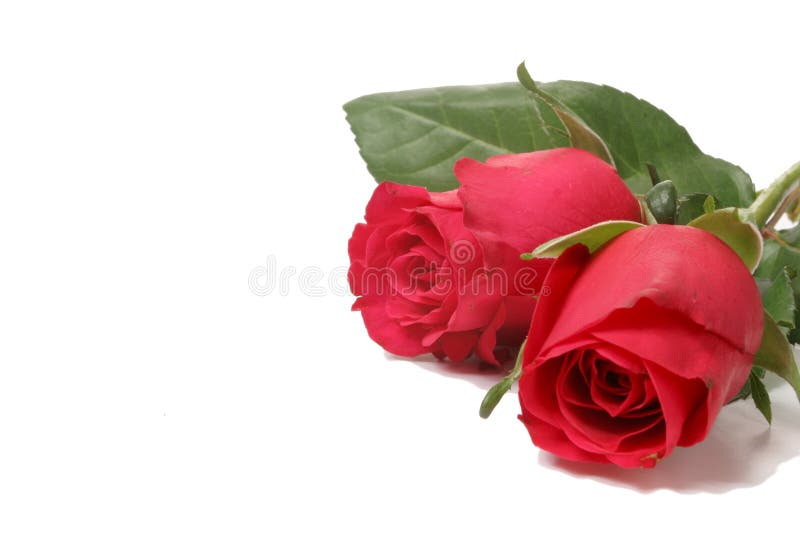 Twee rode rozen stock foto. Image of roos, groen, karmozijnrood - 4079018
