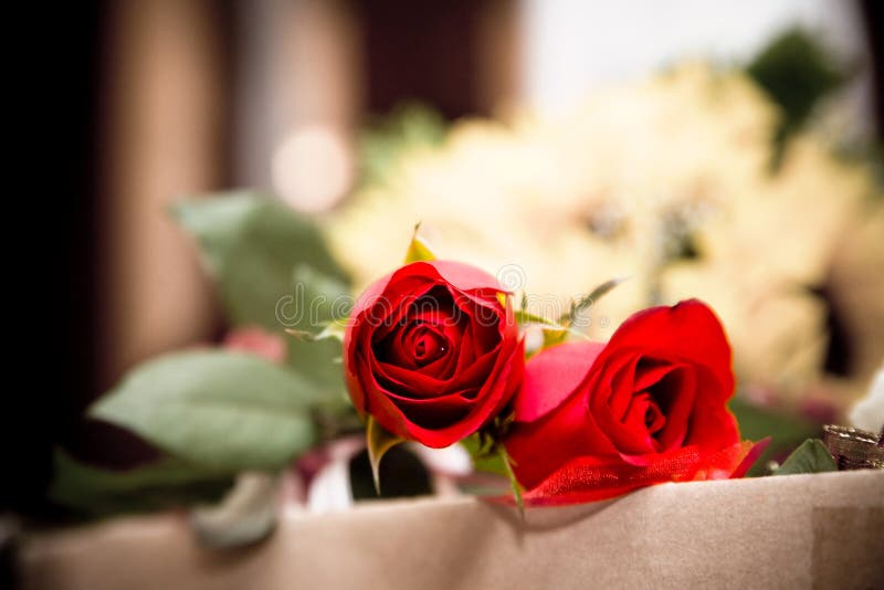 Twee rode rozen stock afbeelding. Image of rozen, rood - 3940135