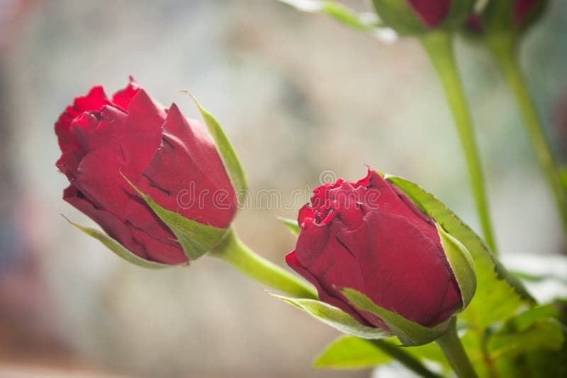 Twee Rode Rozen Zij Aan Zij Stock Foto - Afbeelding bestaande uit groen ...