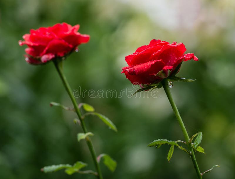 Twee Rode Rozen Met Dalingen Van Water in De Regen Stock Foto - Image ...