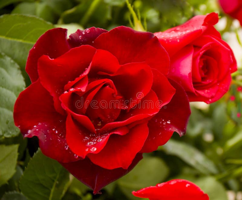 Twee Rode Rozen Met Waterdalingen Stock Foto - Image of botanisch ...