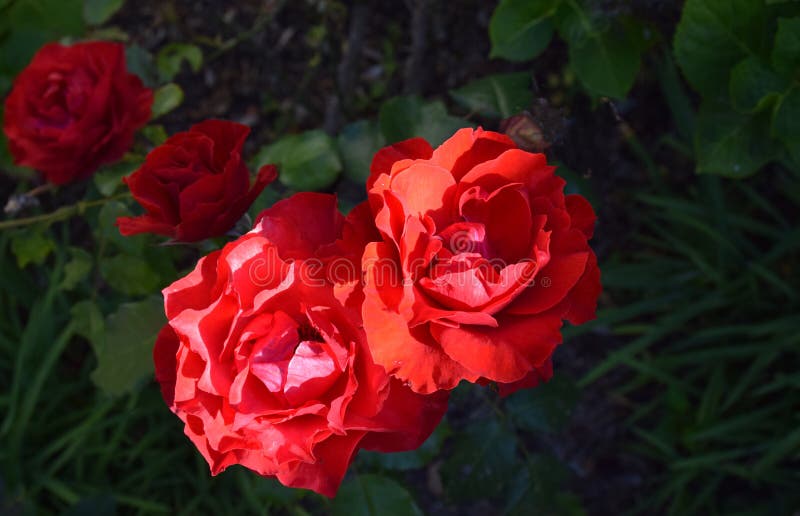 Twee Rode Rozen Op Hun Struik Stock Foto - Image of bloem, opkomende ...