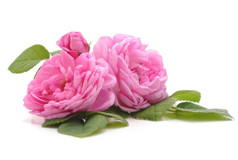 Twee roze rozen stock afbeelding. Image of cadeau, nave - 117746385