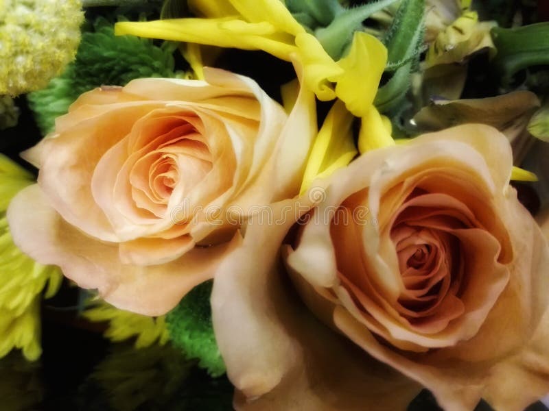 Twee Rozen stock afbeelding. Image of viering, huwelijk - 103209871