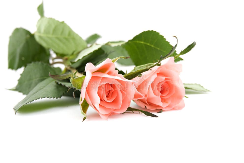 Twee rozen imagem de stock. Imagem de fundo, comece, presente - 15862067