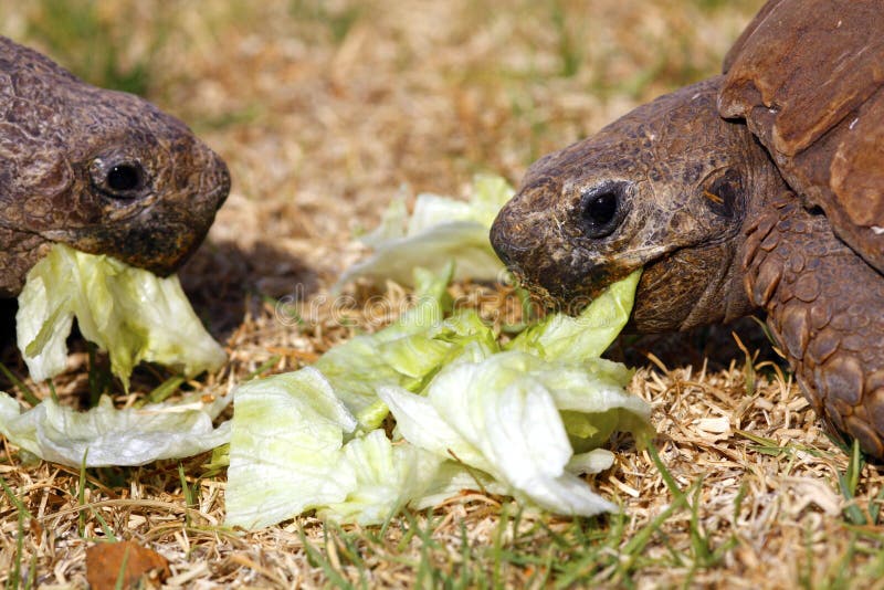 Schildpadden Die Watermeloen Eten Stock Foto - Image of rijp, nave: 1957992