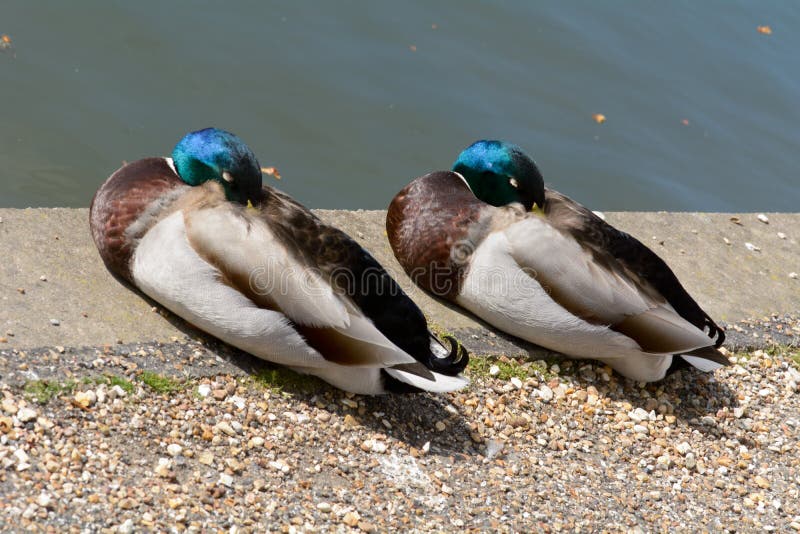 Twee Eenden Van De Wilde Eend Stock Afbeelding - Afbeelding bestaande ...