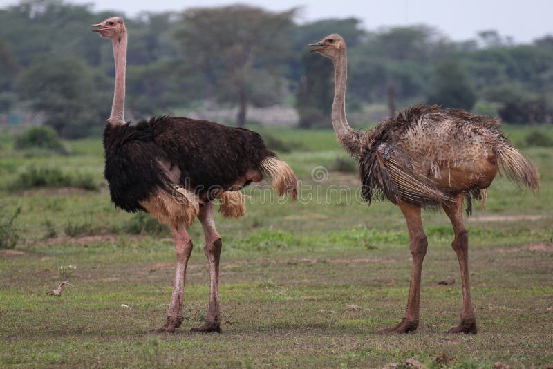 Kudde Afrikaanse Struisvogels Stock Afbeelding - Image of vogels, spel ...