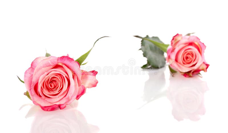 Twee Symbolische Roze Oranje Rozen Stock Foto - Image of helder ...