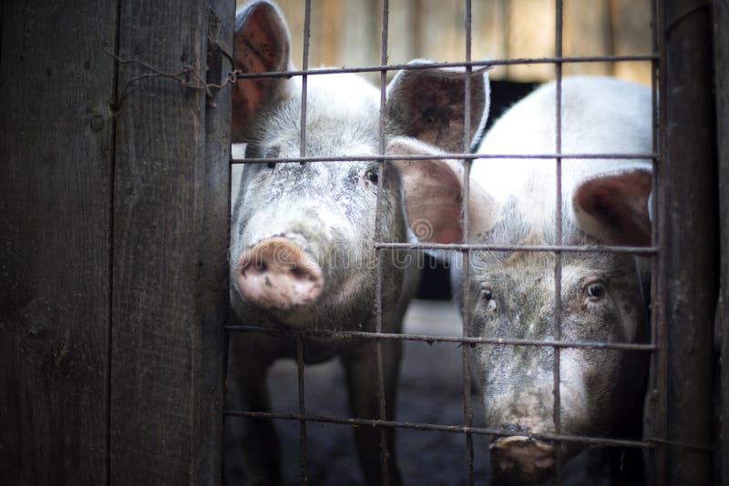 Vuile varkens in modder stock foto. Image of varkensvlees - 84835802