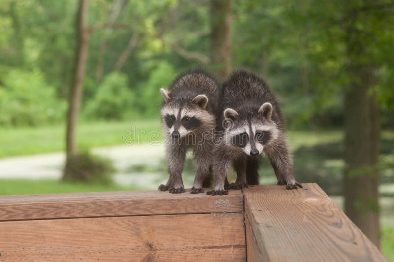 Twee wasberen stock afbeelding. Image of wasbeer, zoogdier - 14660249
