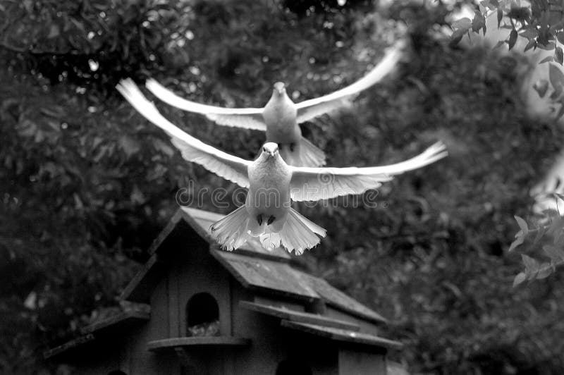 Twee Witte Duiven stock afbeelding. Image of uitgerekt - 1774057