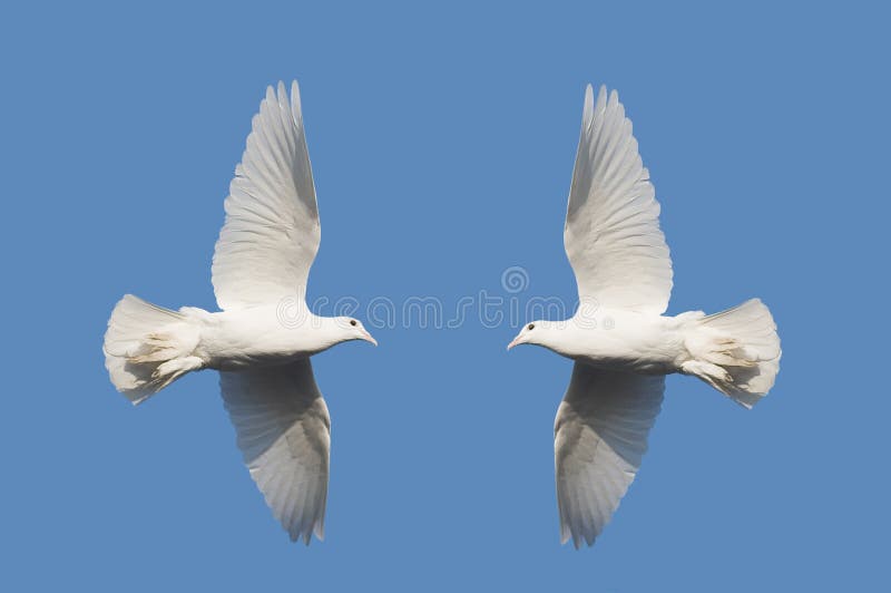 Twee Witte Duiven Op Blauwe Achtergrond Stock Foto - Image of vlucht ...