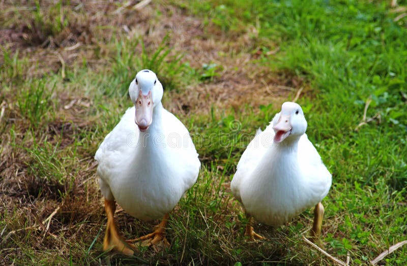 Witte Eend En Mannelijke Wilde Eend Die Zich in Een Weide Bevinden ...