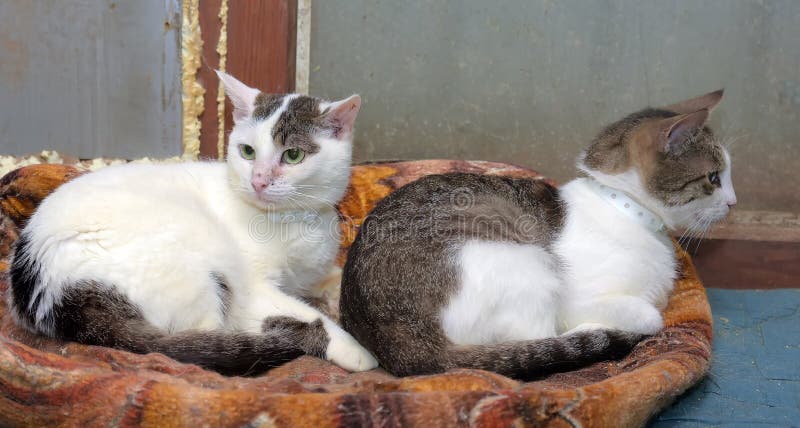 De Bruine Katten Zitten Gelukkig Op De Vloer in De Ruimte Wit Vier ...