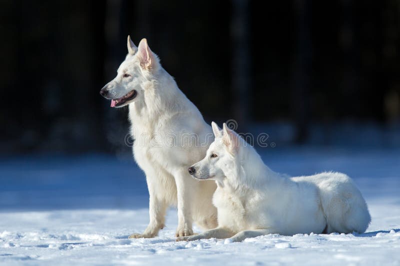 Twee Witte Honden Op Een Winterachtergrond Stock Afbeelding - Image of ...