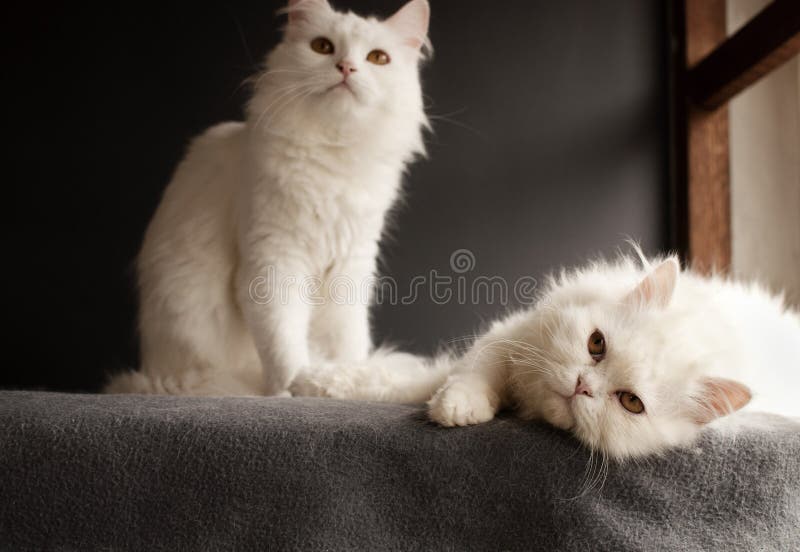 Twee witte katten stock foto. Image of grappig, mooi - 38437414