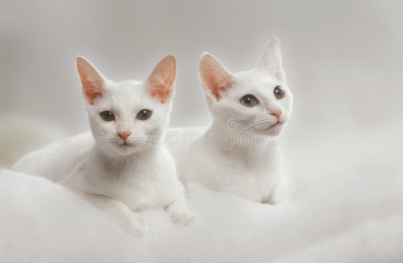 Witte kat stock afbeelding. Image of pret, dieren, katje - 45141093