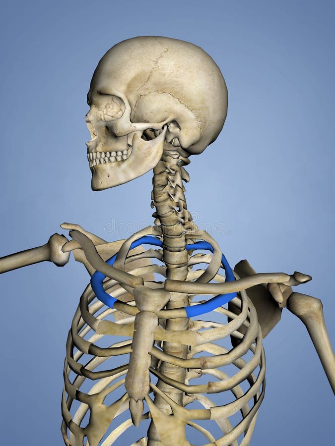 Tweede Rib, Rib Cage, 3D Model Stock Illustratie - Illustration of ...