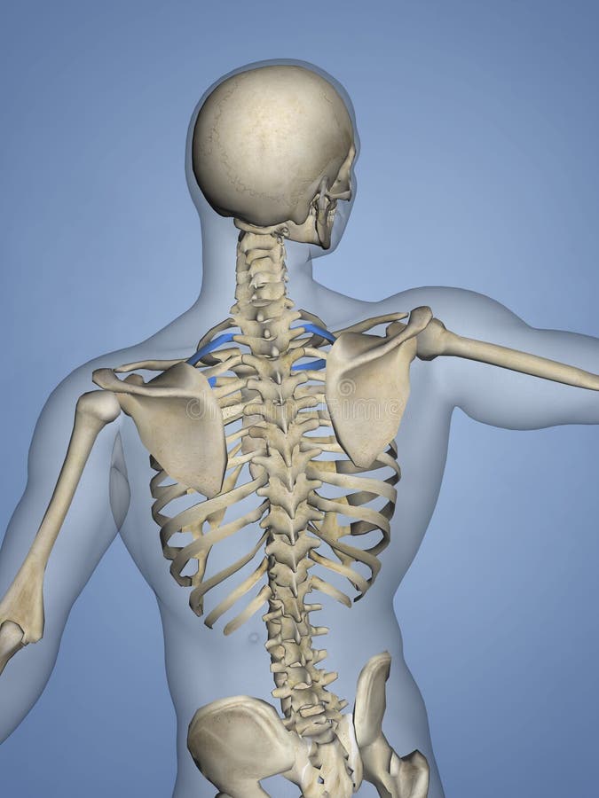 Tweede Rib, Rib Cage, 3D Model Stock Illustratie - Illustration of ...