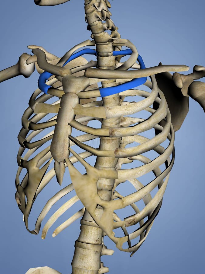 Tweede Rib, Rib Cage, 3D Model Stock Illustratie - Illustration of been ...