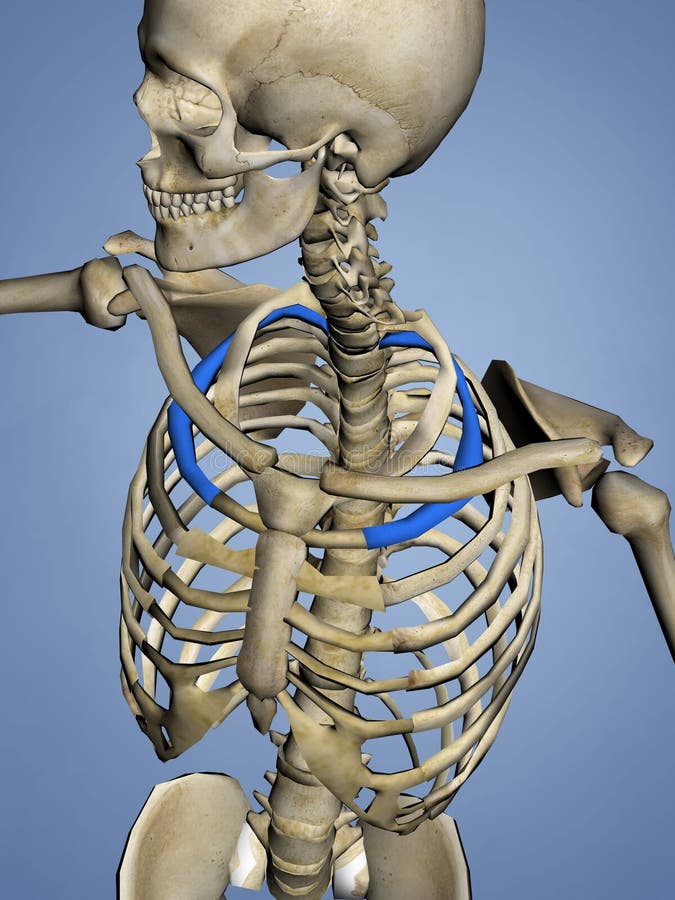 Tweede Rib, Rib Cage, 3D Model Stock Illustratie - Illustration of ...