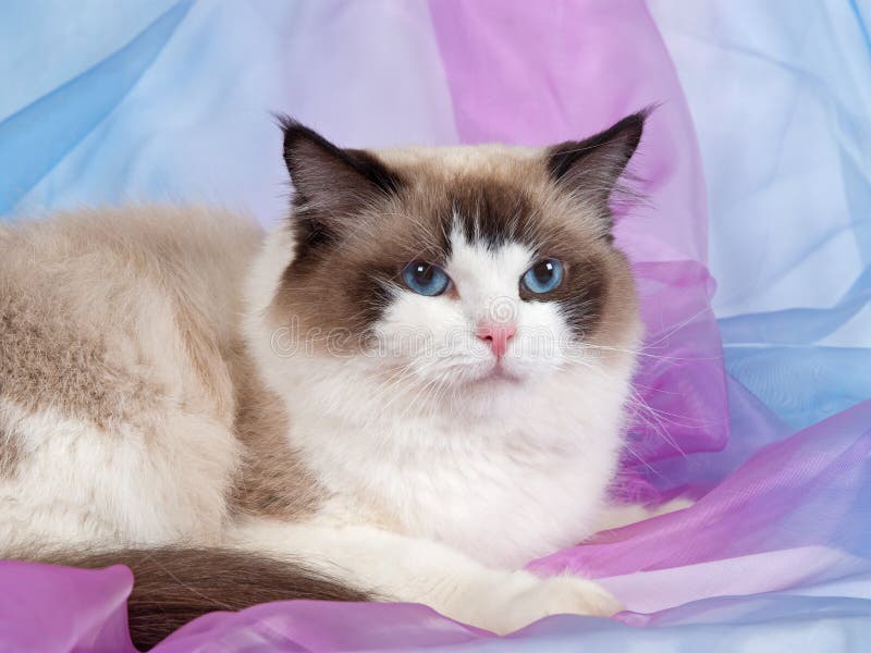 Tweekleurige De Kattenverbinding Van Ragdoll Stock Foto - Image of ...