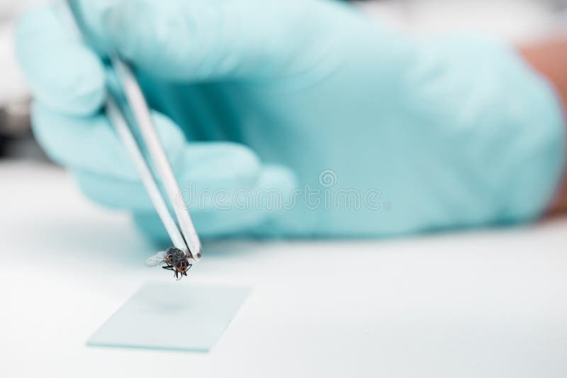 Tweezers with Fly and Glass Microscope Slide during Experiment in Lab ...
