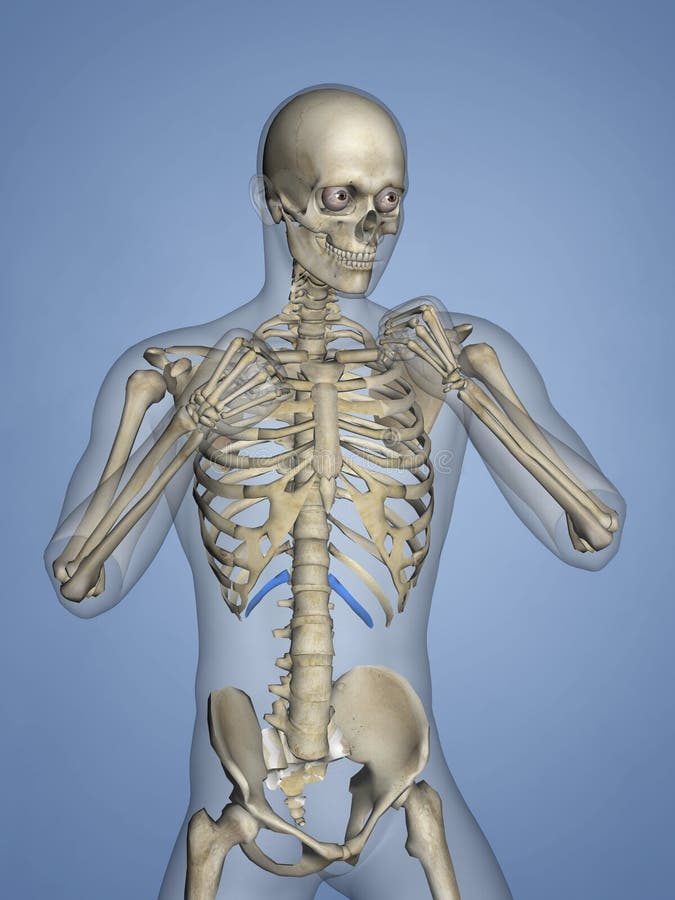 Twelfth Rib, Rib Cage, 3D Model Stock Illustration - Illustration of ...