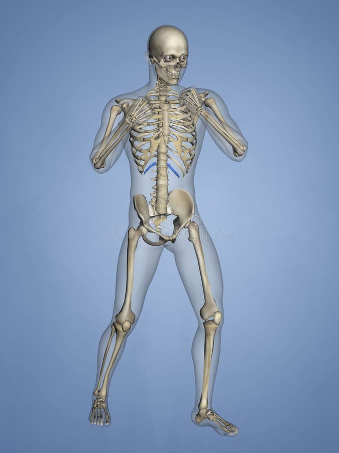 Twelfth Rib, Rib Cage, 3D Model Stock Illustration - Illustration of ...