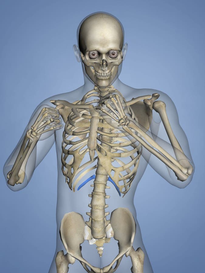 Twelfth Rib, Rib Cage, 3D Model Stock Illustration - Illustration of ...