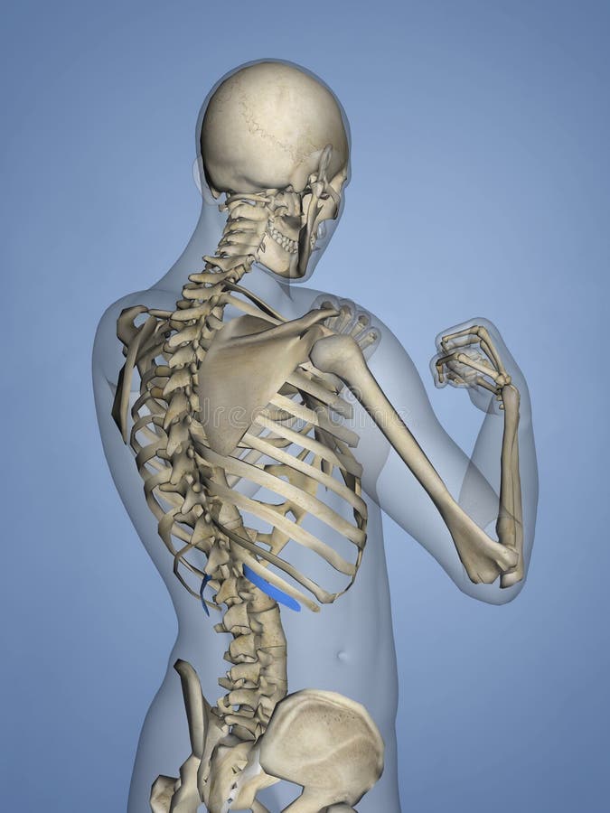 Twelfth Rib, Rib Cage, 3D Model Stock Illustration - Illustration of ...