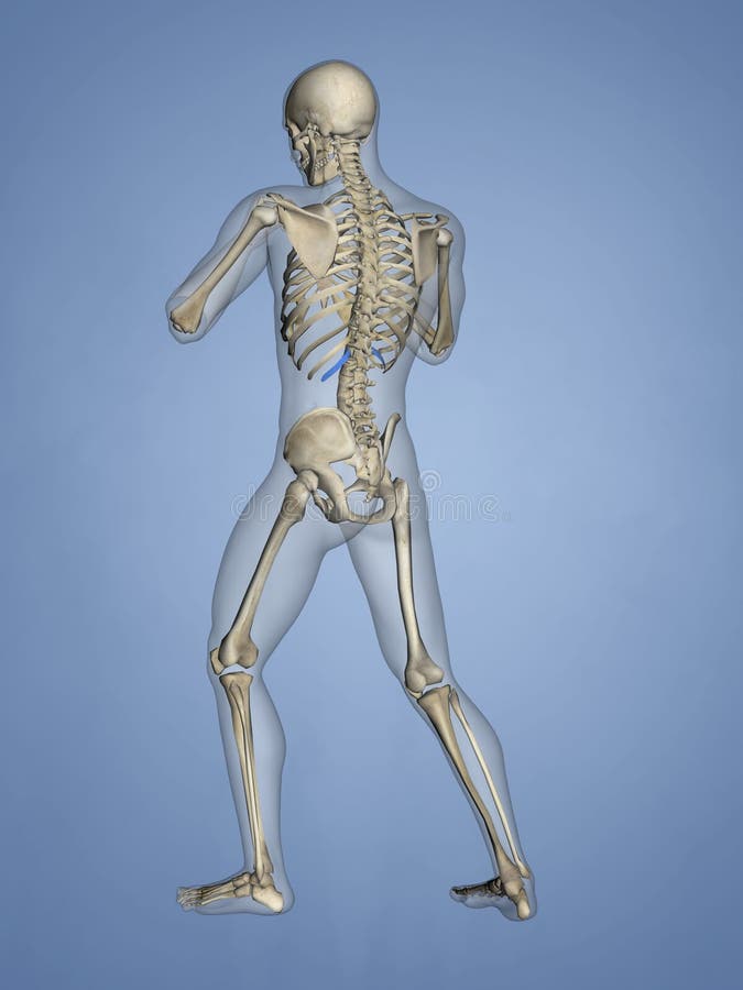 Twelfth Rib, Rib Cage, 3D Model Stock Illustration - Illustration of ...