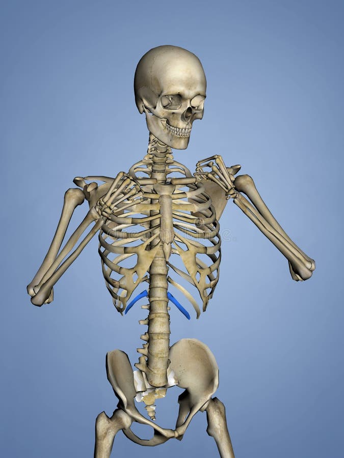 Twelfth Rib, Rib Cage, 3D Model Stock Illustration - Illustration of ...