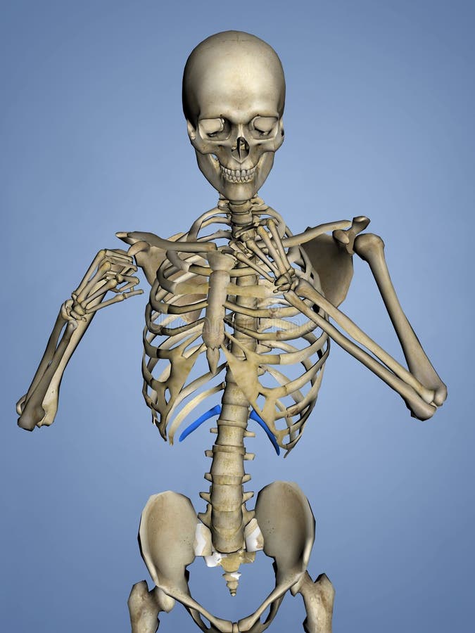 Twelfth Rib, Rib Cage, 3D Model Stock Illustration - Illustration of ...