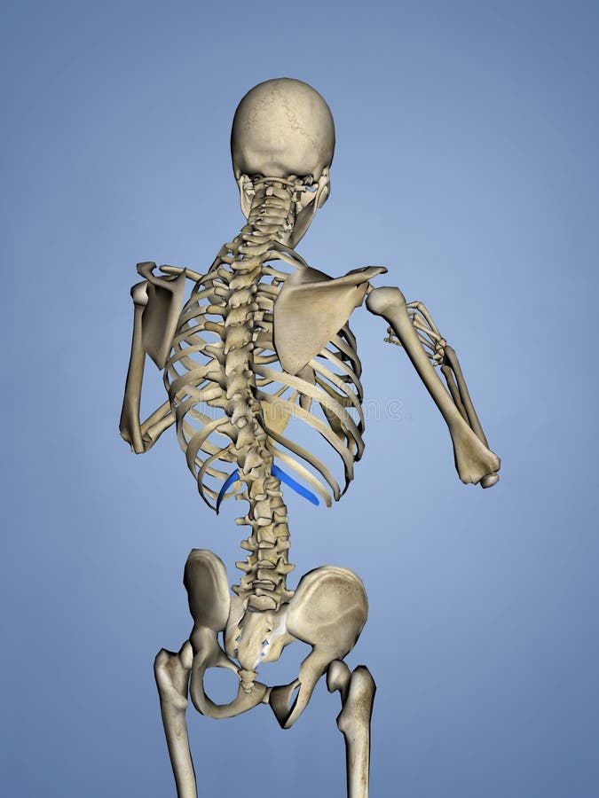 Twelfth Rib, Rib Cage, 3D Model Stock Illustration - Illustration of ...