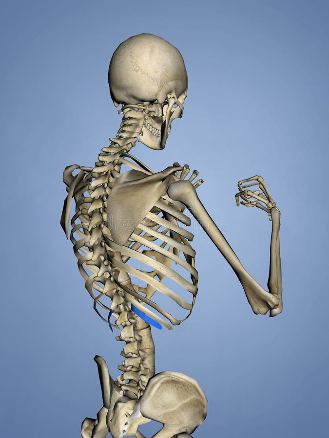 Twelfth Rib, Rib Cage, 3D Model Stock Illustration - Illustration of ...