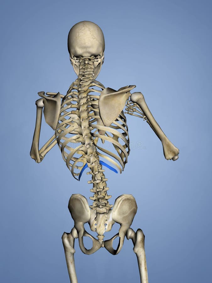 Twelfth Rib, Rib Cage, 3D Model Stock Illustration - Illustration of ...