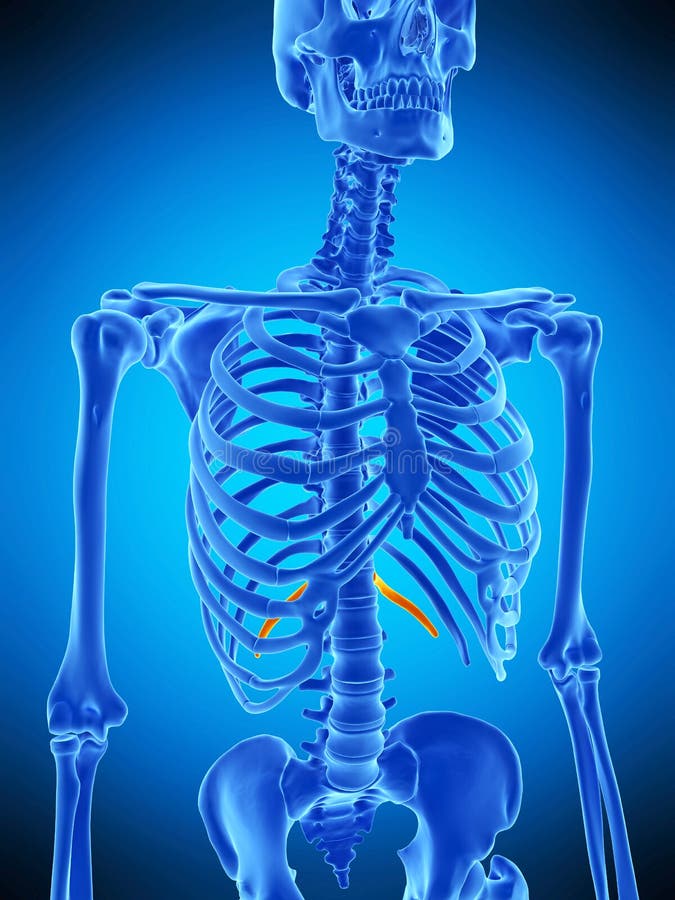 The twelfth rib stock illustration. Illustration of skeleton - 73212285