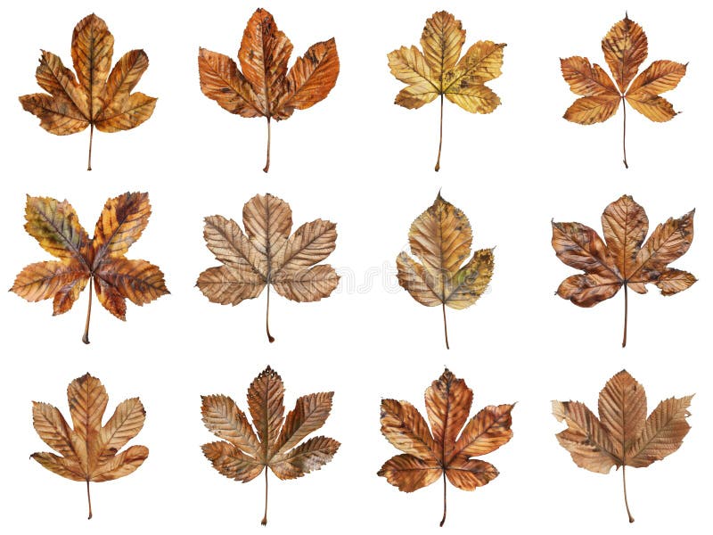 Twelve Brown and Yellow Horse Chestnut Leaves Stock Illustration ...