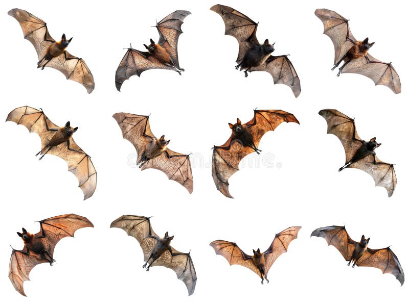 Twelve Flying Bats with Spread Wings Stock Image - Illustration of ...