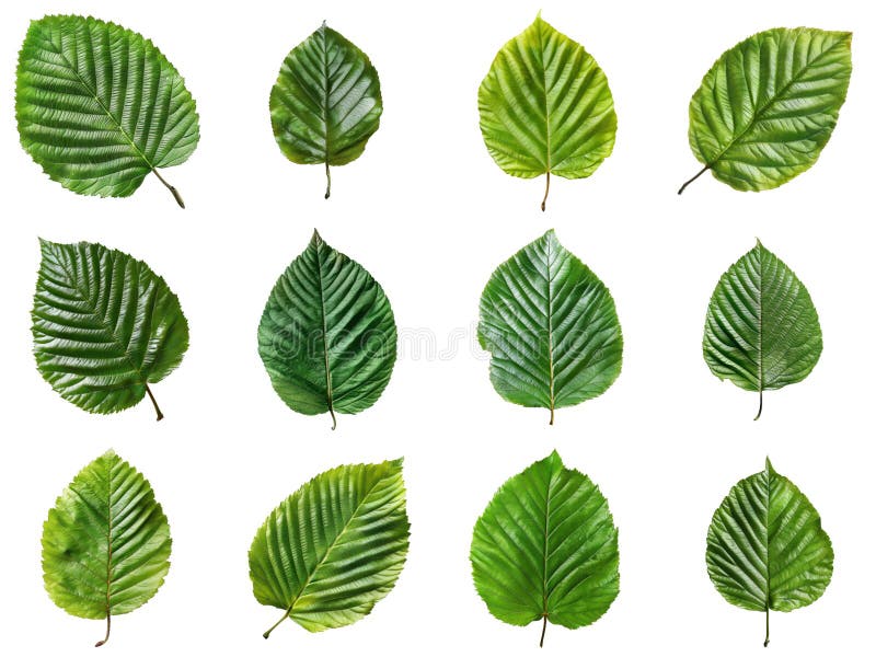 Twelve Green Leaves with Prominent Veins Stock Illustration ...