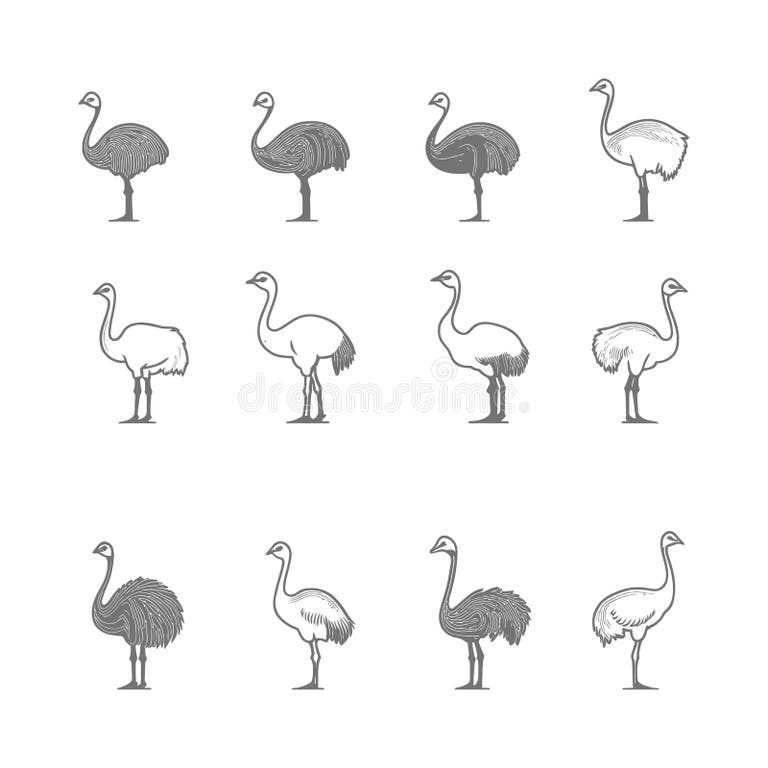 Twelve Elegant Emus: a Collection of Detailed Vector Illustrations ...