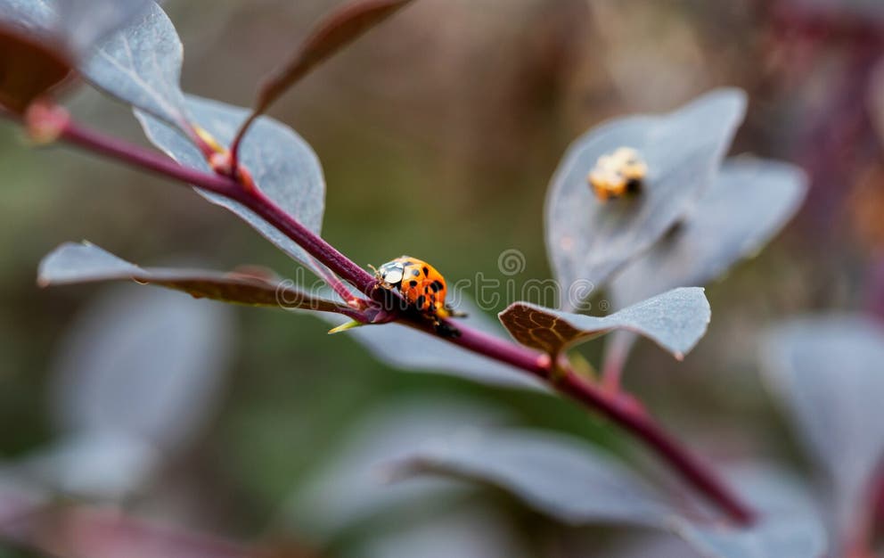 Twelve-spotted Ladybug on a Bush Leaf. Stock Photo - Image of nature ...