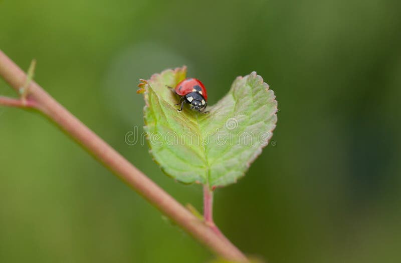 Twelve-spotted Ladybug on a Bush Leaf Stock Photo - Image of zoology ...