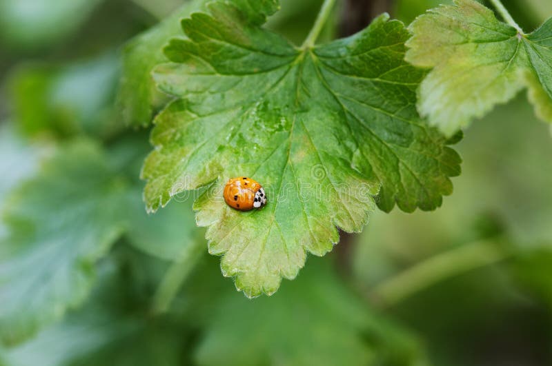 Twelve-spotted Ladybug on a Bush Leaf Stock Image - Image of life, wild ...